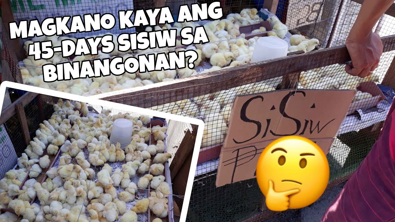 ANG MURA PALA NG 45-DAYS NA SISIW SA BINANGONAN, RIZAL - YouTube
