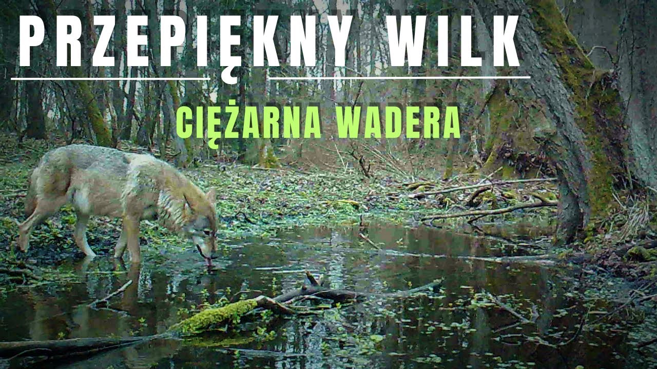 Przepiekny wilk. Ciężarna wadera za dnia w pięknym kadrze. - YouTube