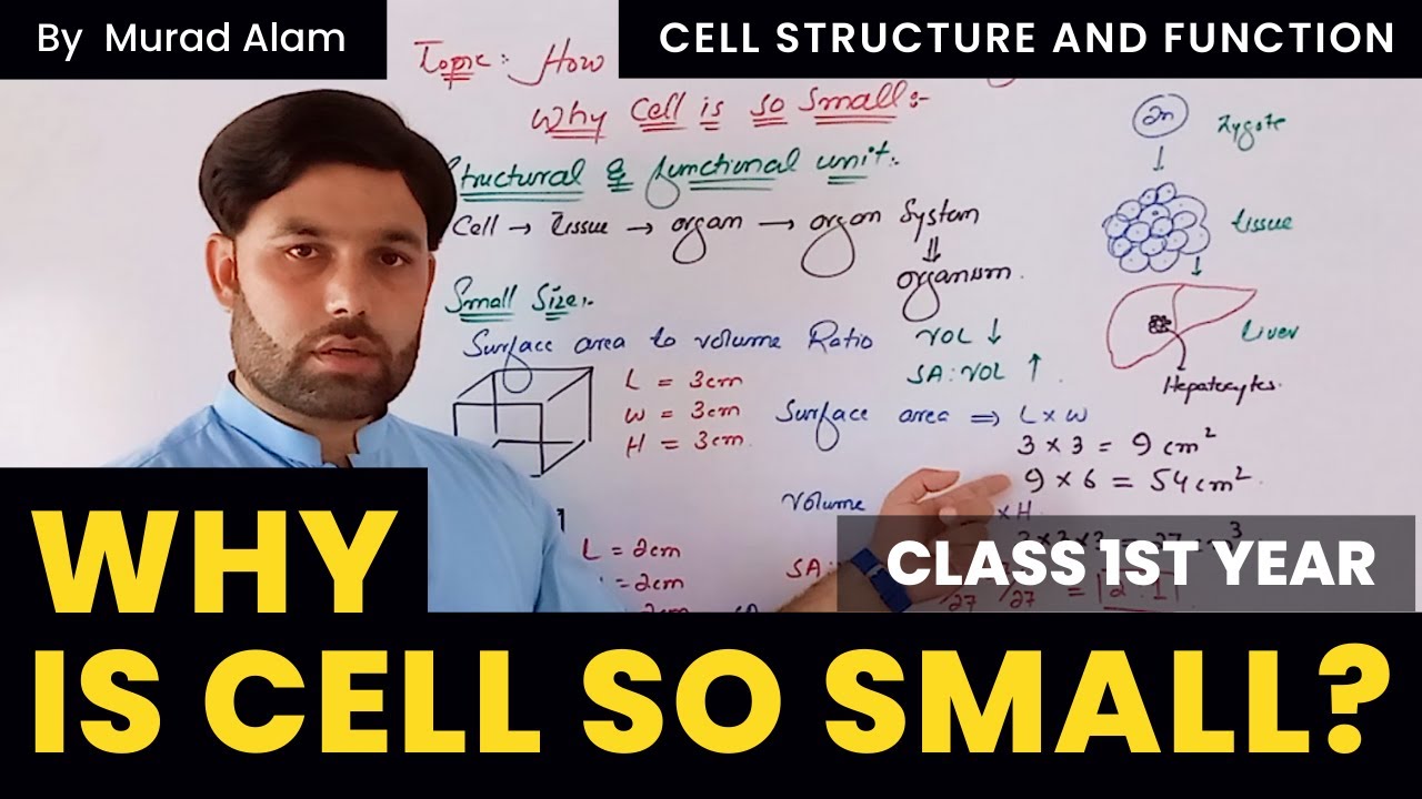 Why Is Cell So Small And Concept Of Surface Area To Volume Ratio why-is-cell-so-small-and-concept-of-surface-area-to-volume-ratio