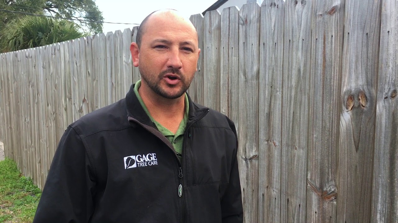 Meet Gage Tree Care's Certified Arborist, Josh Stafford - YouTube