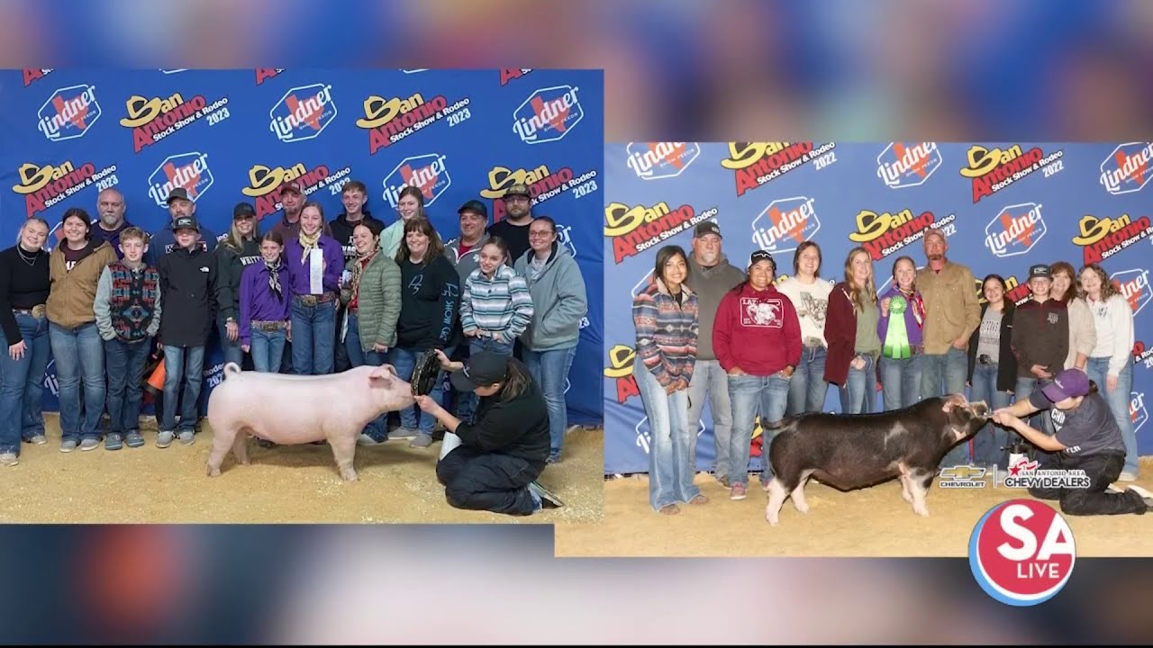Meet the "bougie" pigs of the San Antonio Sotck Show and Rodeo - YouTube