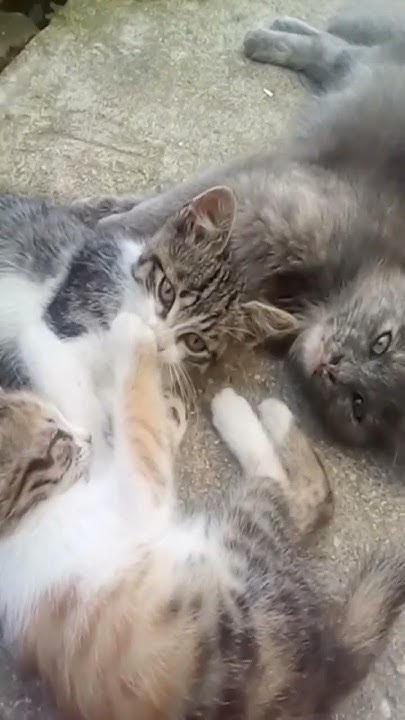 Котята играют снова:) - YouTube