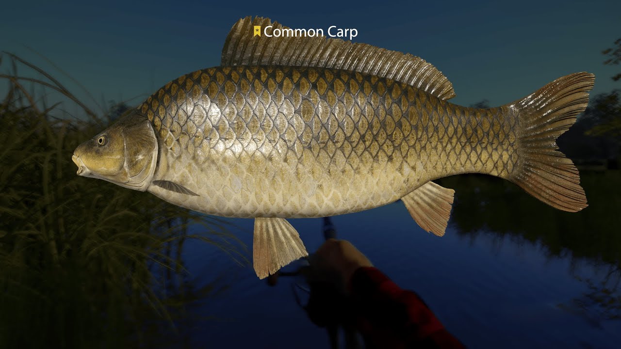 TROFY COMON CARP BEAR LAKE-Rf4 - YouTube