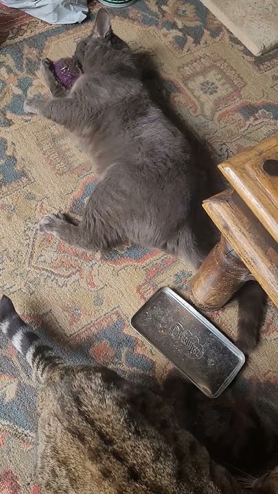 gorgeous Ted and tiddles the cats, having catnip fun 😻 #cats #catsonlychannel #funnycats #catnip ...