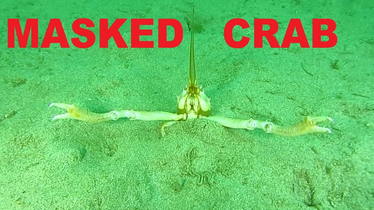 MASKED CRAB. Scuba diving Ireland - YouTube