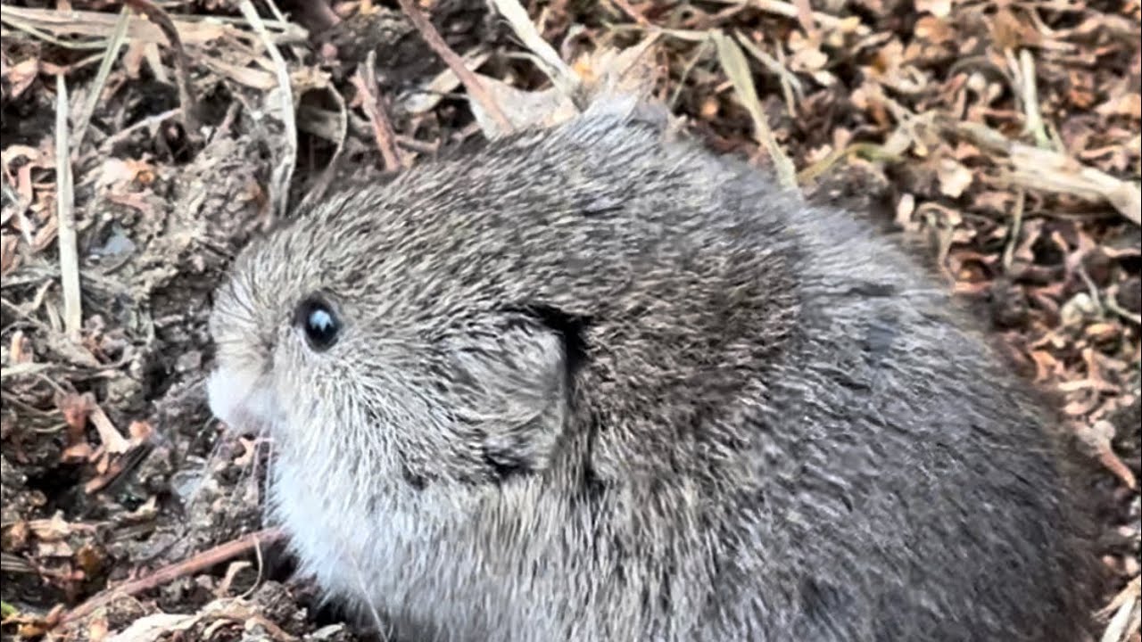 Vole action. Cute little thing - YouTube