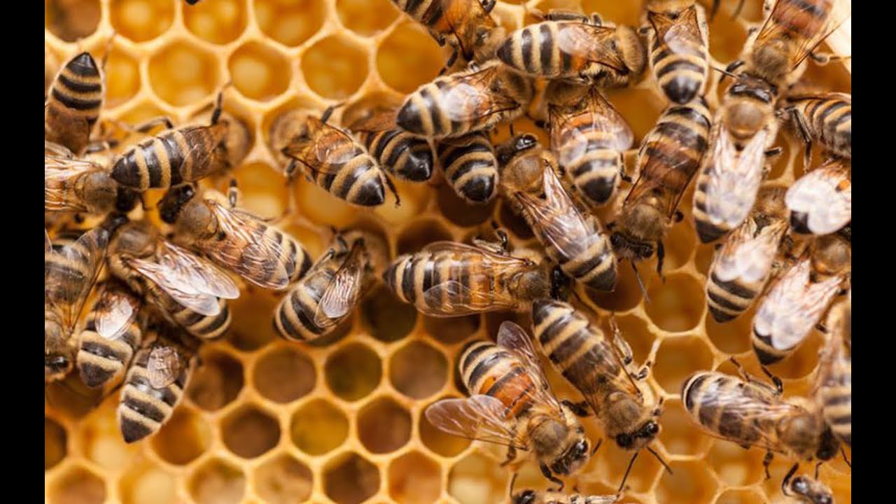 How to harvest pure honey from laywan /legwan #honey #pulot #beehoney # ...