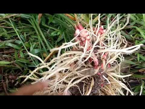 VIRAL HANYA DENGAN CARA INI RIMPANG JAHE DI KEBUN SAWIT BERGEROMBOL MENUMPUK