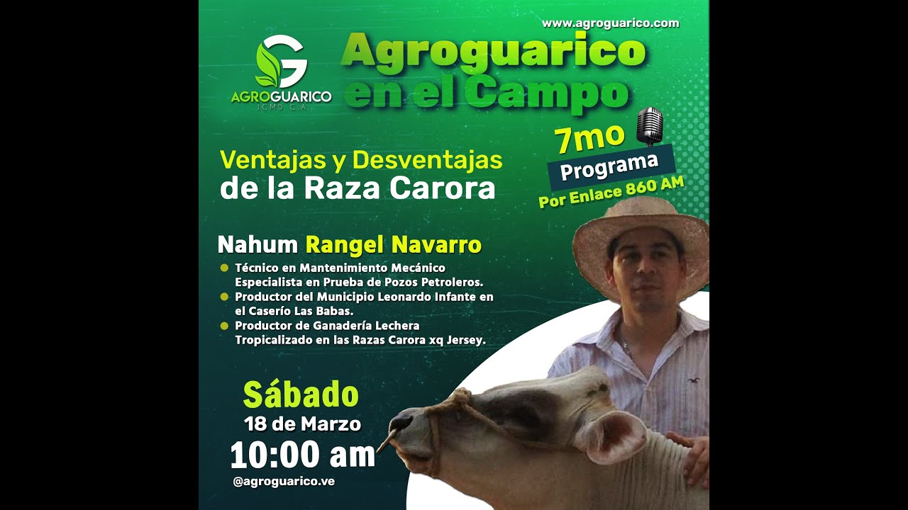Todo lo que necesitas saber sobre la raza de ganado Carora: Ventajas y ...