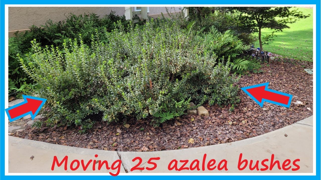 How to move azaleas - 25 large bushes from a small space - YouTube