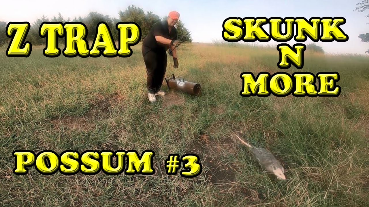 Z Trap Skunk N More Catching and Releasing a Third Possum - YouTube