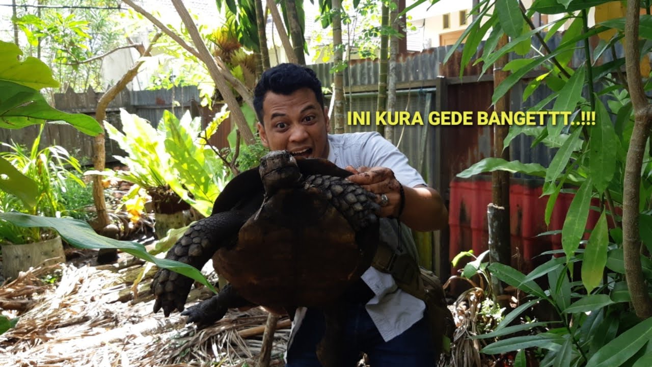 WOW..! KURA KURA DARAT BESAR DARI KALIMANTAN - YouTube
