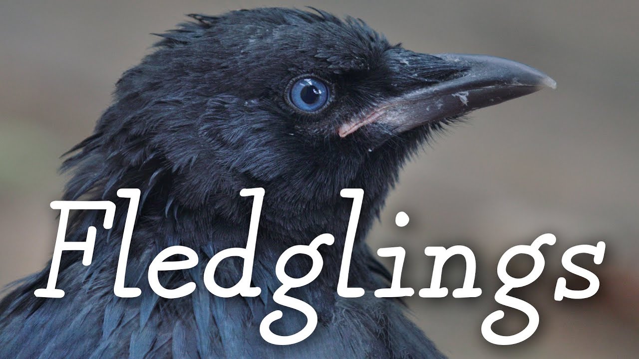 Fledglings | 4K Nature Short Film - shot on Canon 5D Mark IV - YouTube