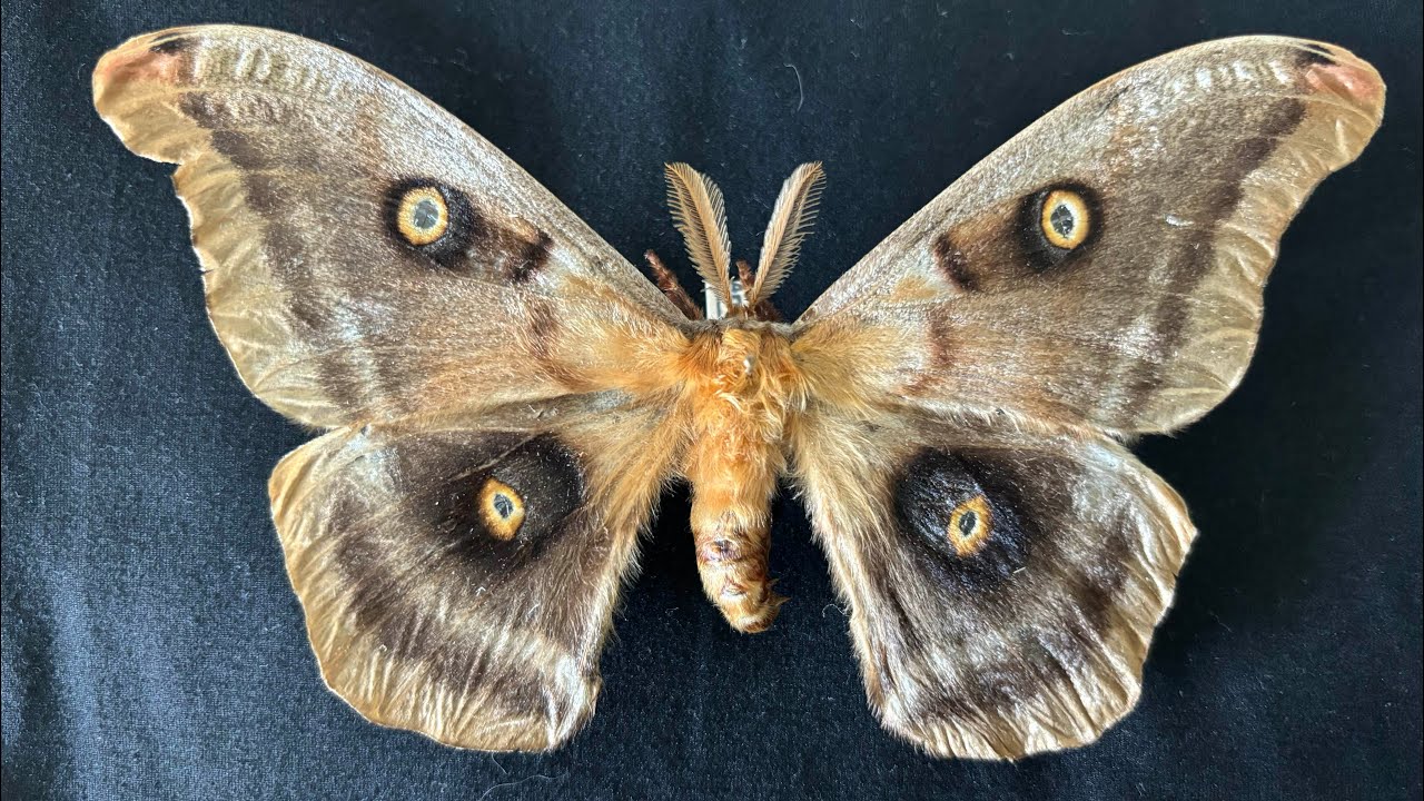 Cash Cooper Bug Show! Polyphemus Moth - YouTube