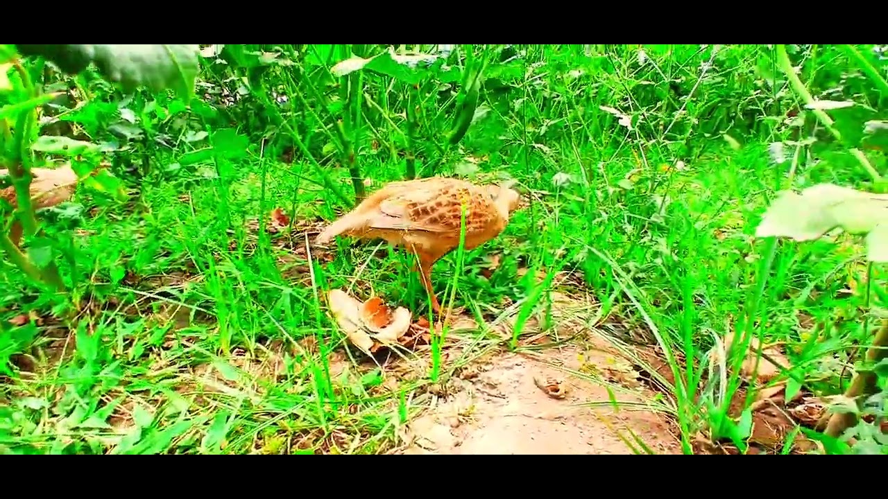 teetar chickss#teeter birds - YouTube