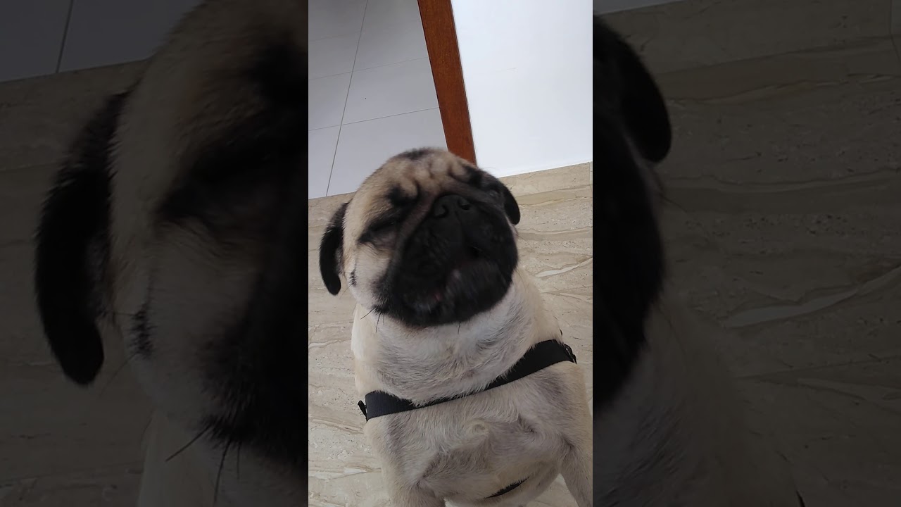Pug - YouTube