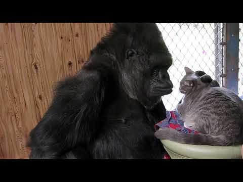 Koko and Her Kittens