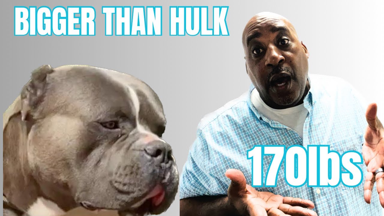 Biggest American Bully Ever! Is He Bigger Than Hulk?? 2025 - YouTube