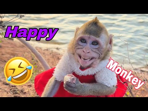Monkeys happy when they go out to eat #monkey #happy #smile - YouTube