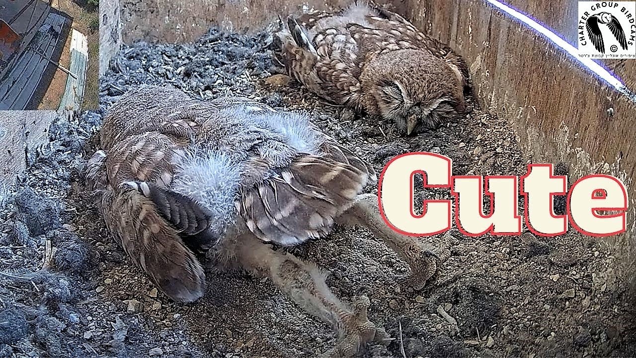 Little owls are the cutest sleepers ever. - YouTube