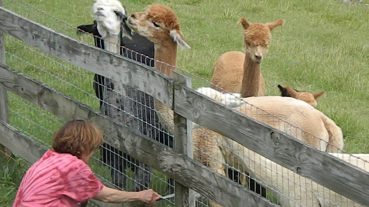 Point of View Alpaca Farm - YouTube