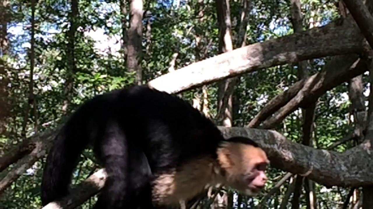 Mad Capuchin in Slow Motion in the mangroves Costa Rica boat trip - YouTube