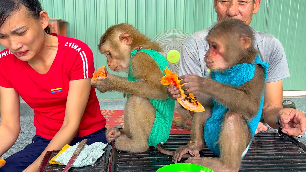 Monkey Sam & Asher enjoy red flesh papaya - YouTube