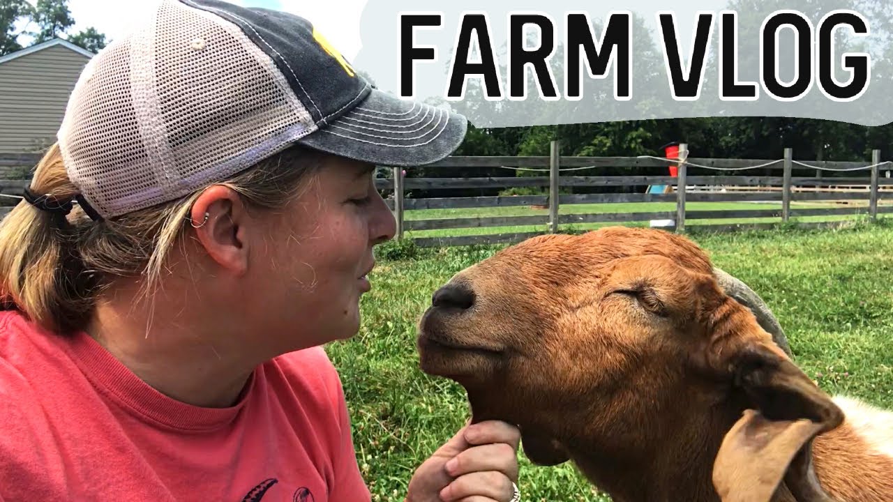 FARM VLOG! 🐐 THIS makes chores SO much EASIER! 🌻 Farm Update - YouTube