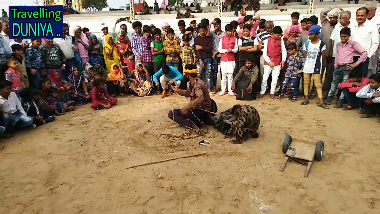 superb comedy in monkey comedy show - YouTube