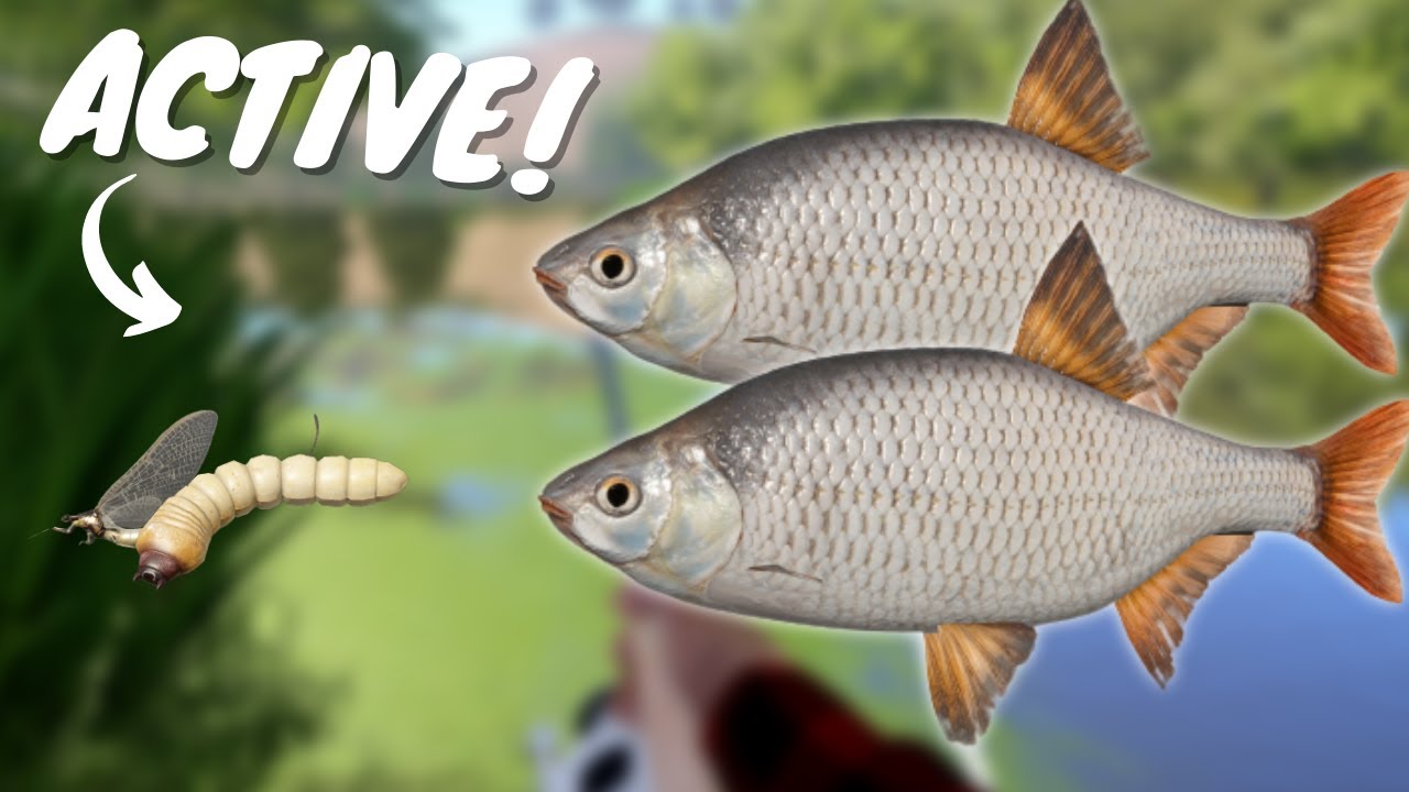 ACTIVE TARAN SPOT IN SEVERSKY DONETS RIVER! #397 Russian fishing 4 ...