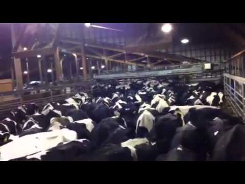 Postma Farms - YouTube