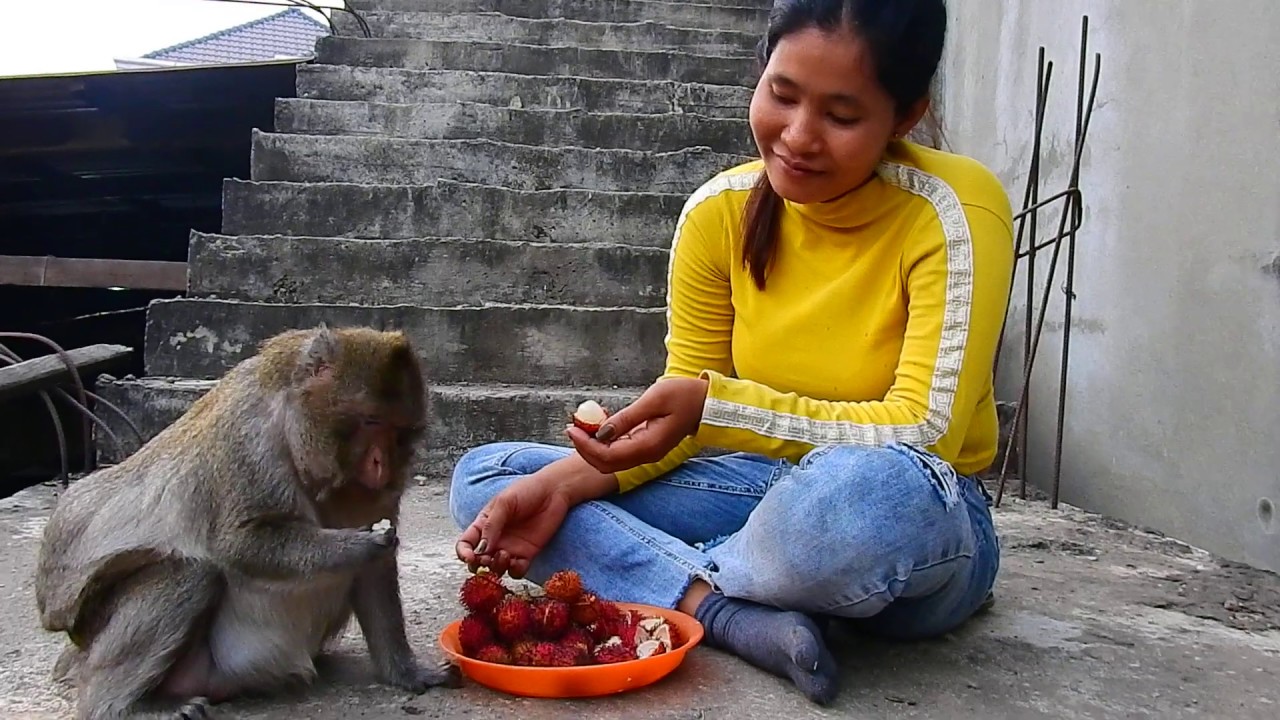 Grandma Monkey really like Longan Rambutam ..Appetite Grandma monkey ...