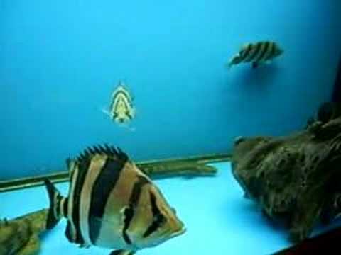 American Tigers I