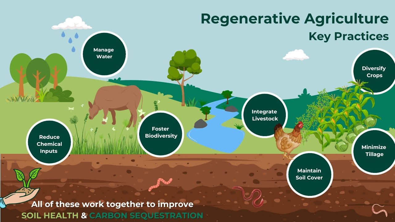 Regenerative Agriculture Explained: Profit with Soil Health - YouTube