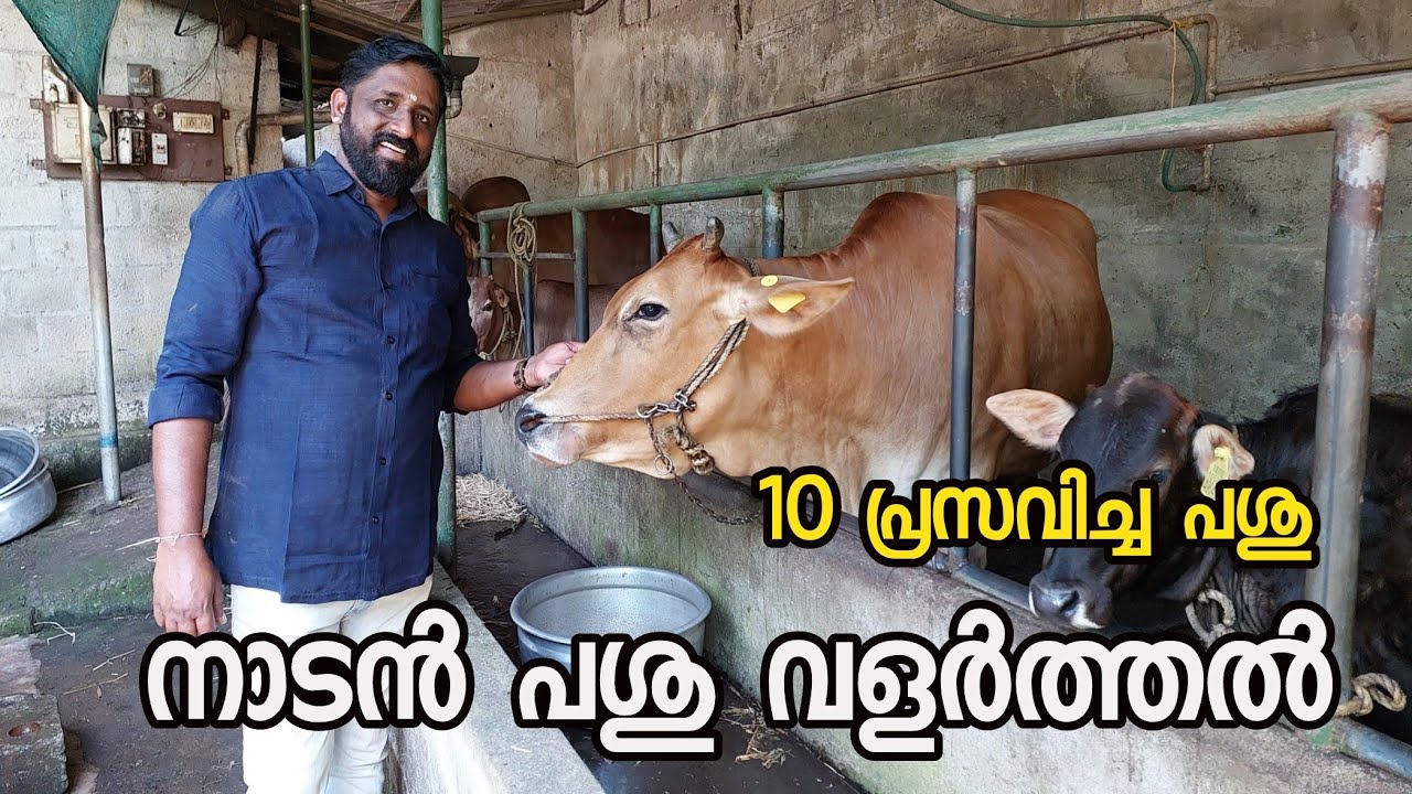 നാടൻ പശു ഫാം|nadan pasu valarthal|ക്ഷീര കർഷകൻ |നാടൻ പശു വളർത്തൽ|Dairy ...