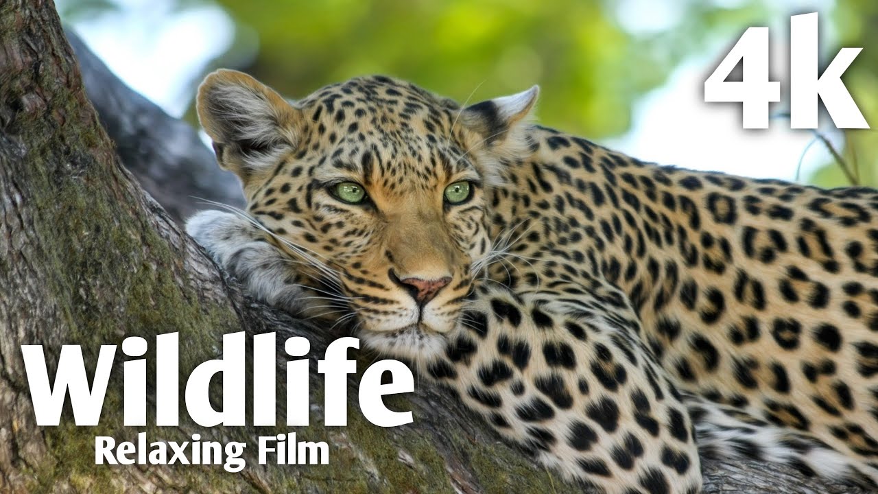 Wildlife Film With Gentle music Calms The Nervous System |4k - Scenic ...
