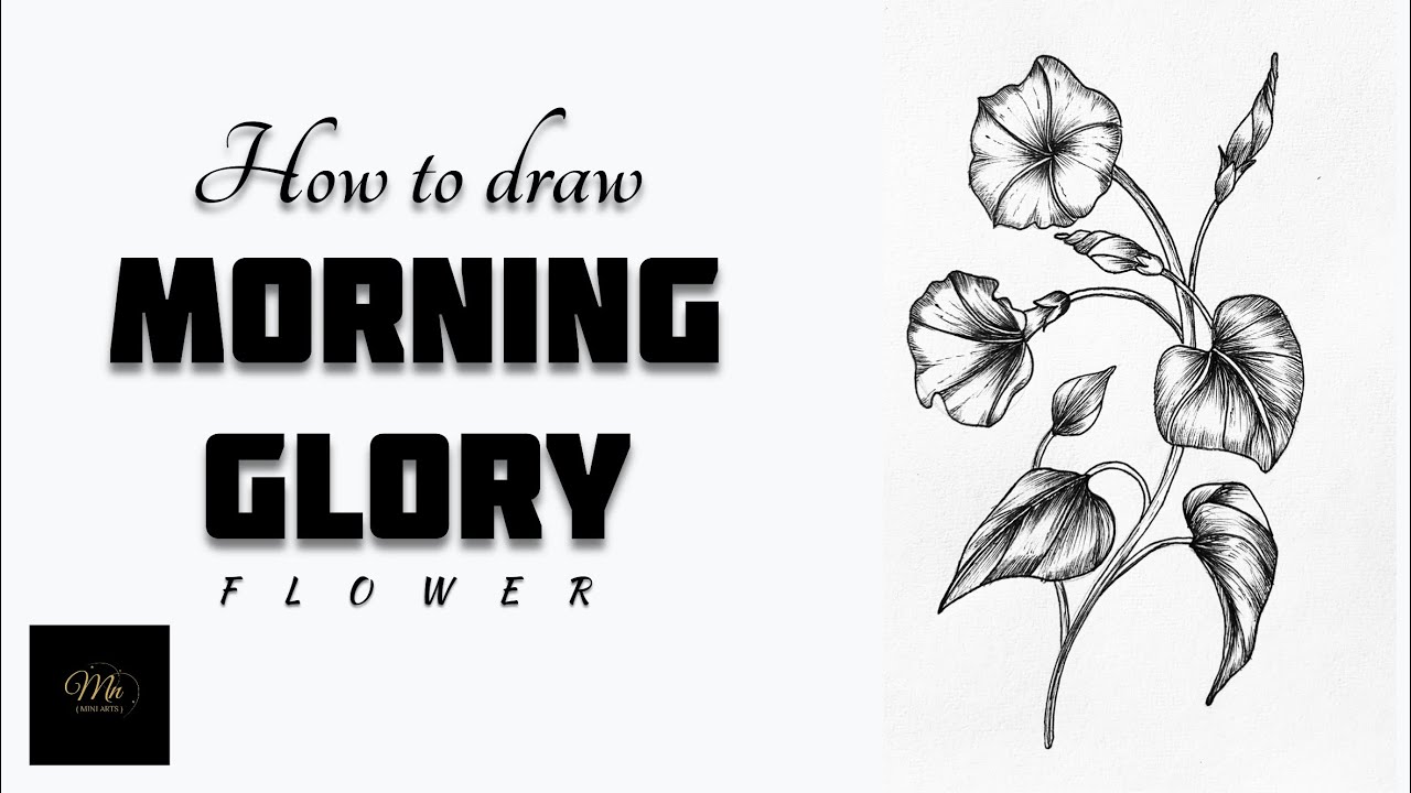 How to draw Morning glory flowers step by step ? || Morning glory ...