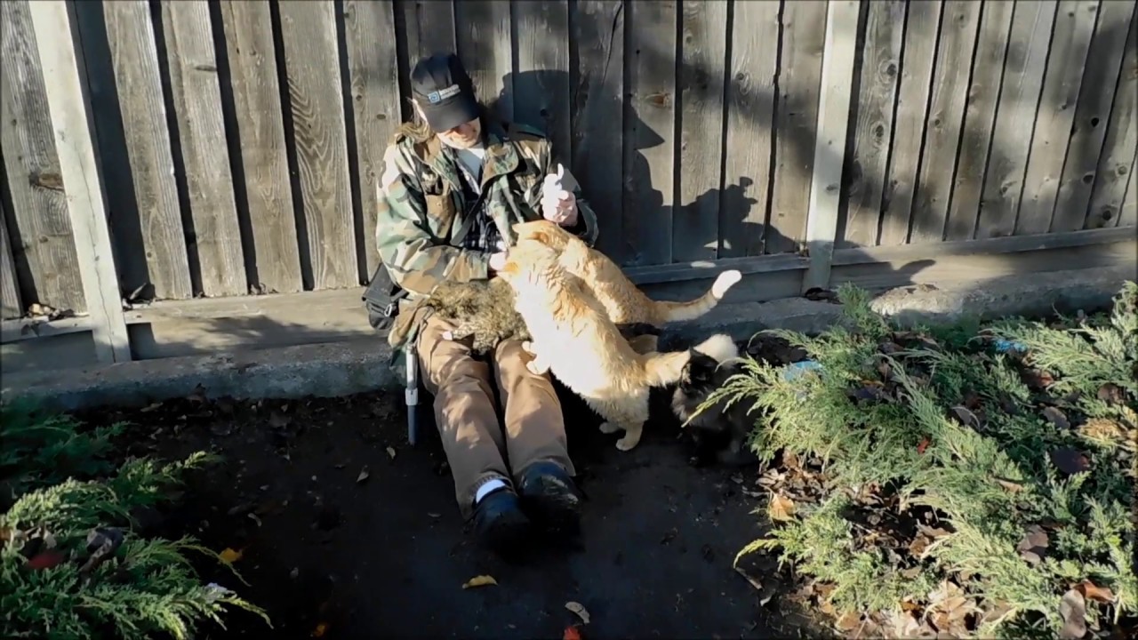 No Greeters Just Cats Eager For Breakfast Cats - YouTube