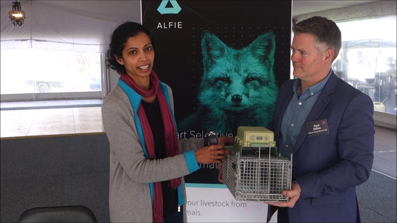 Using artificial intelligence and IoT to control feral animals - YouTube