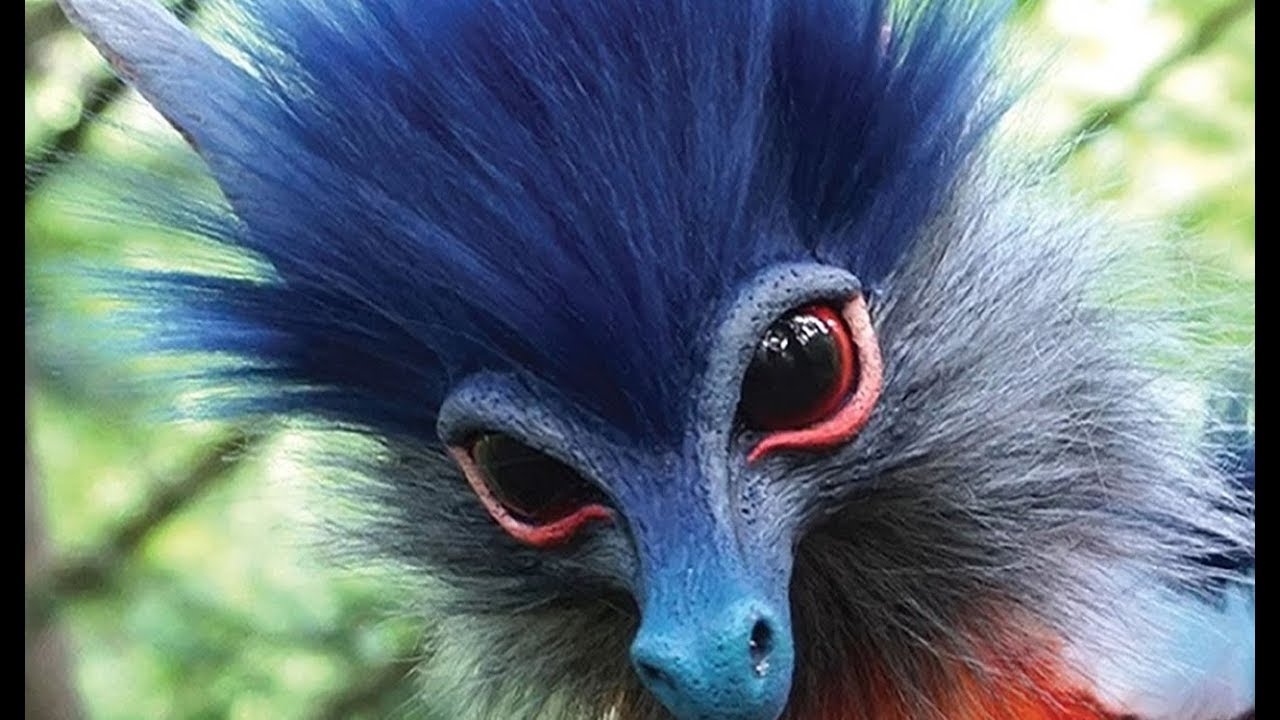 8 ANIMALES CON LOS COLORES MAS HERMOSOS DEL MUNDO - YouTube