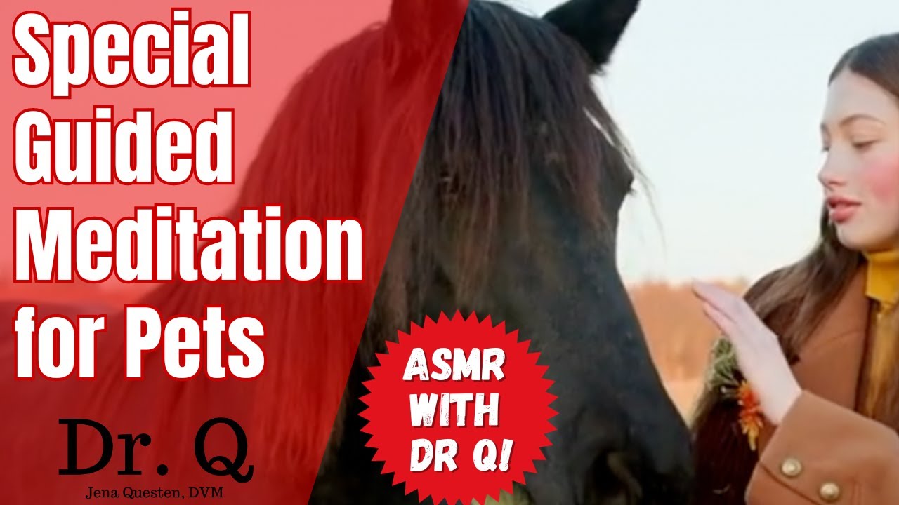 Unlock Inner Peace and Pet Happiness: ASMR Guided Meditation - YouTube