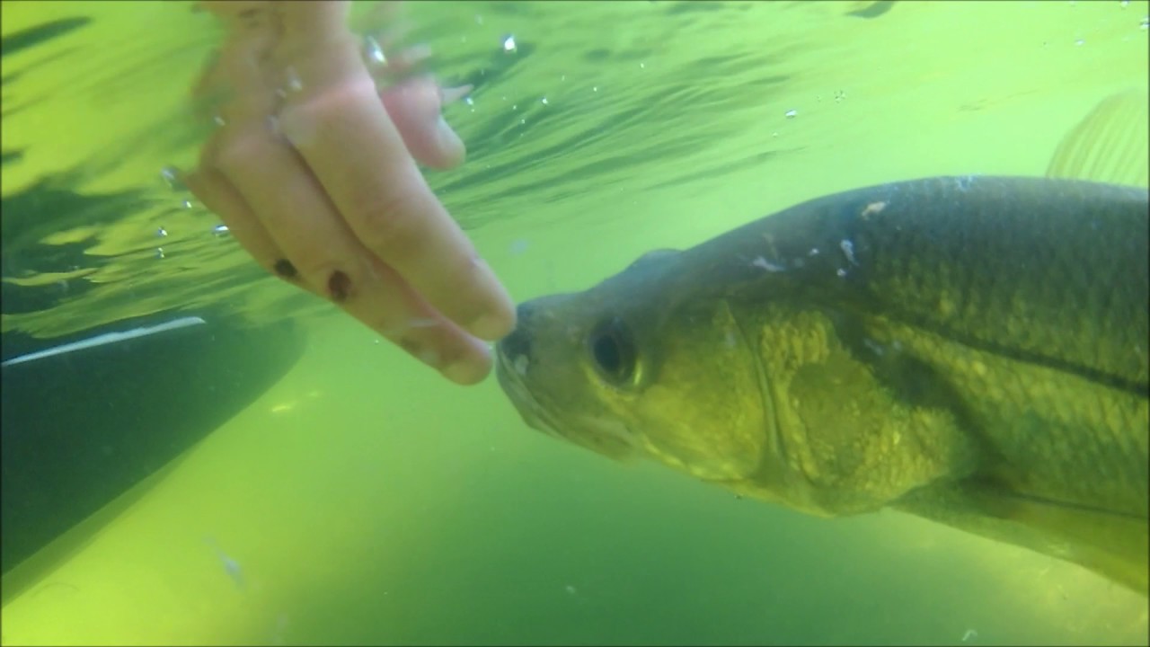 Inshore Saltwater Fishing With Greenbacks - YouTube