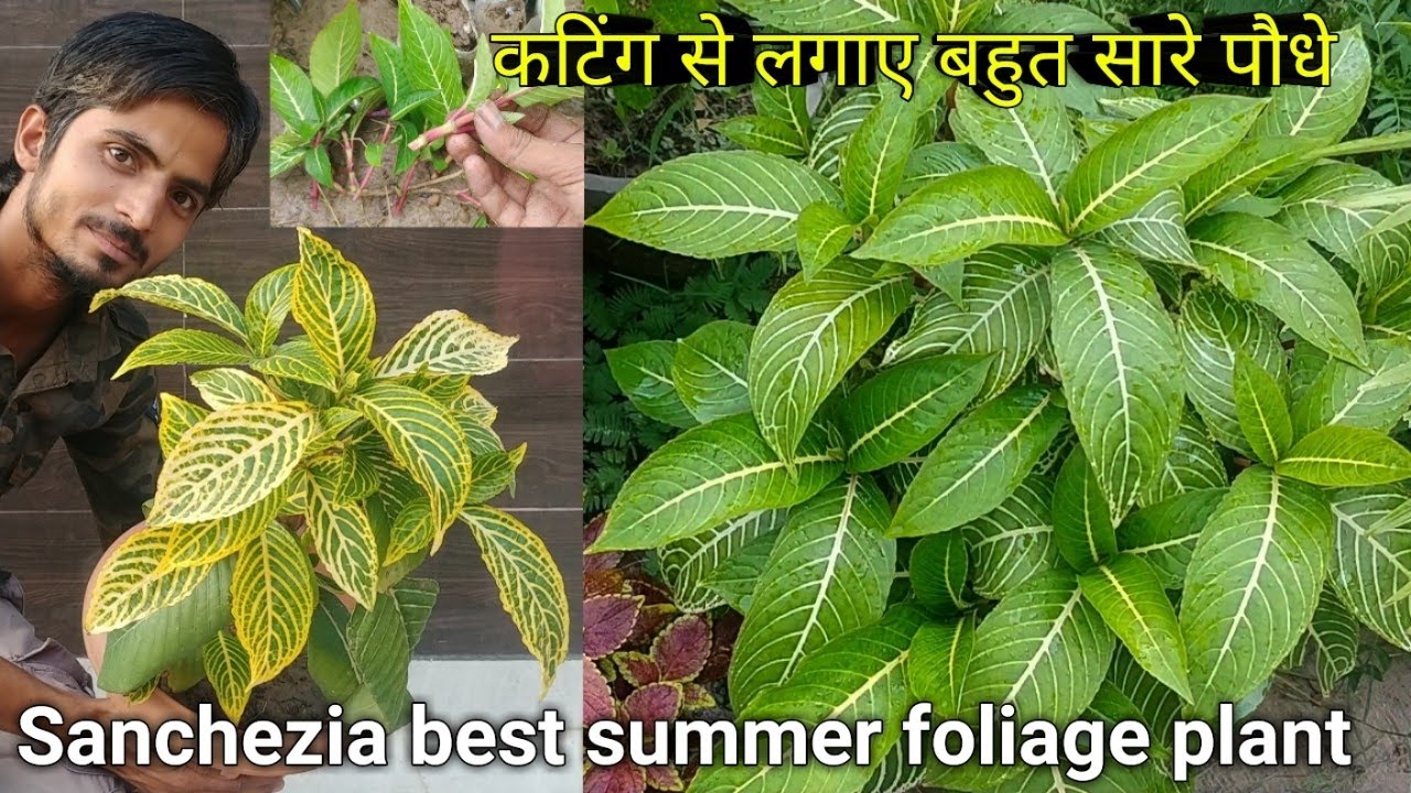 कटिंग से लगाए बहुत सारे पौधे | Sanchezia best summer foliage plant ...