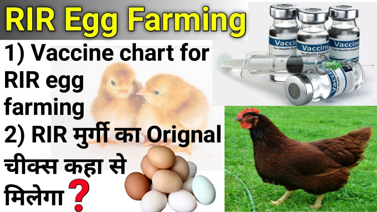 RIR chicken breed | RIR | RIR murgi farm | Rhode island red chickens ...