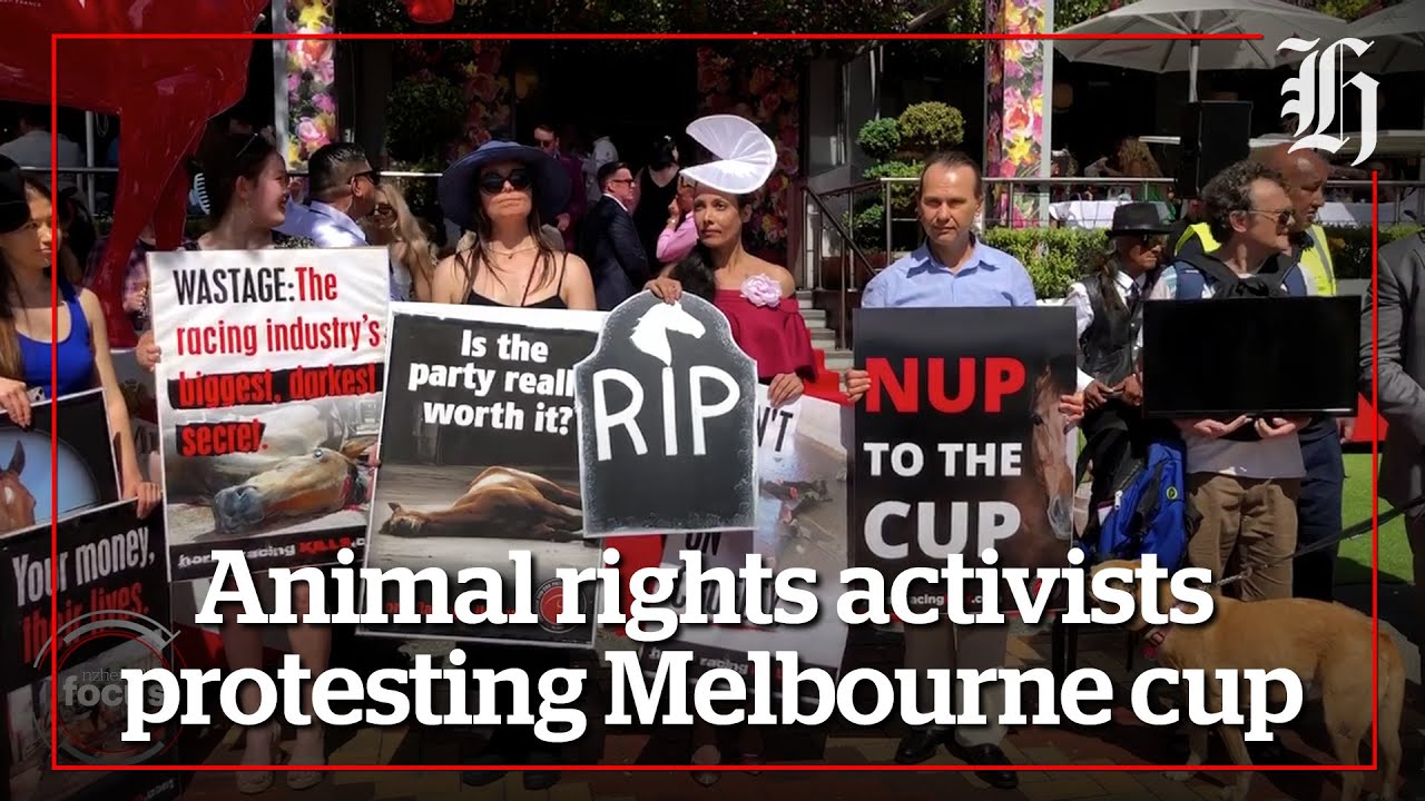 Animal rights activists protesting Melbourne cup | nzherald.co.nz - YouTube