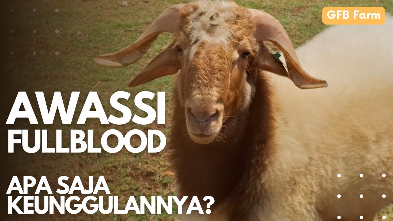 DOMBA AWASSI, KOLEKSI FULLBLOOD GFB FARM. APA SAJA KEUNGGULANNYA ...