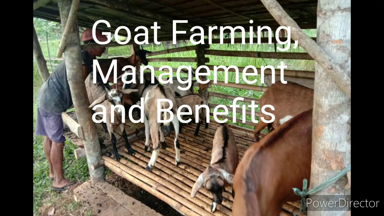 Goat Management and Benefits - YouTube
