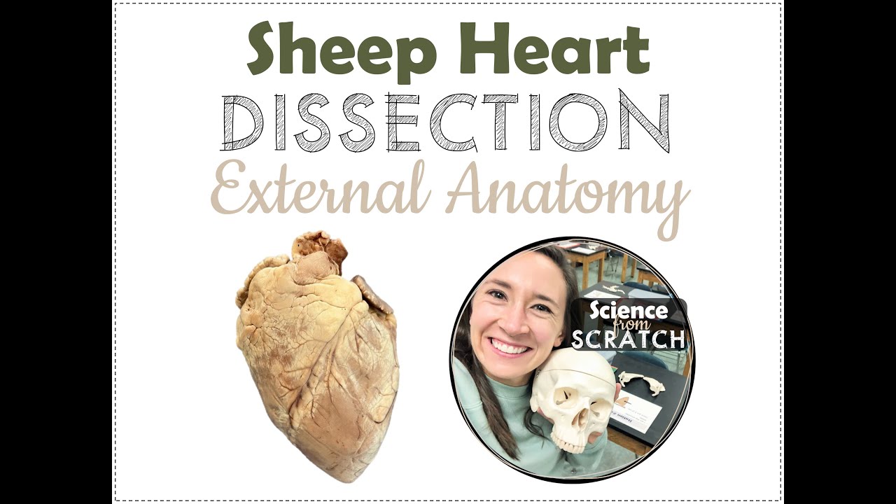 Sheep Heart Dissection: External Anatomy - Science from Scratch - YouTube