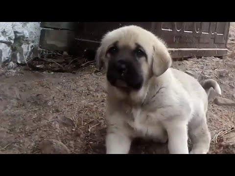 Kangal yavrularının dışarıya ilk adımları/ kangal köpekleri /kangal/kangal yavrusu #kangal #yavru