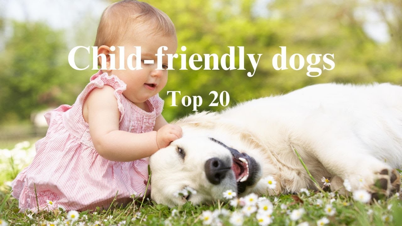 Top 20 Child Friendly Dog Breeds - YouTube